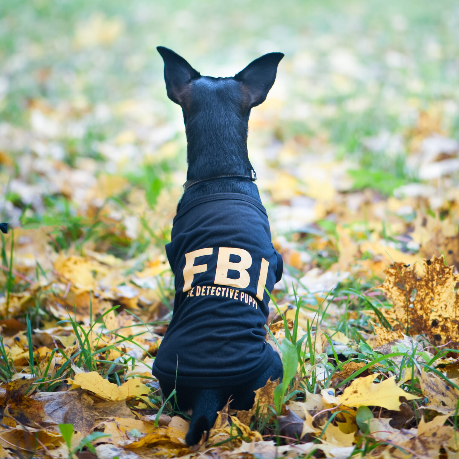 Dog is an FBI agent. Funny puppy toy terrier in costume fbi. The dog is ...